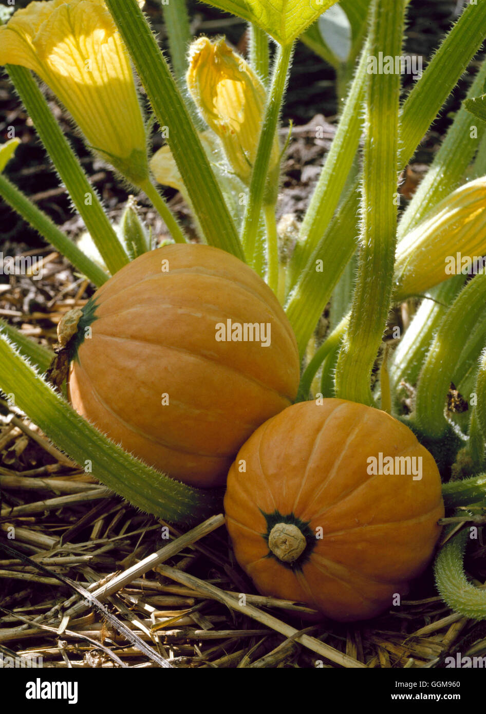 Nugget squash hi-res stock photography and images - Alamy