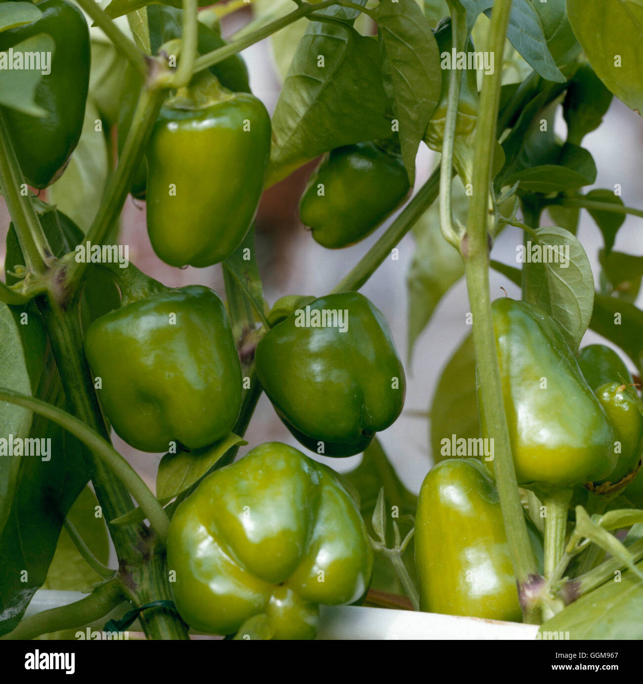 Pepper in pot hi-res stock photography and images - Alamy