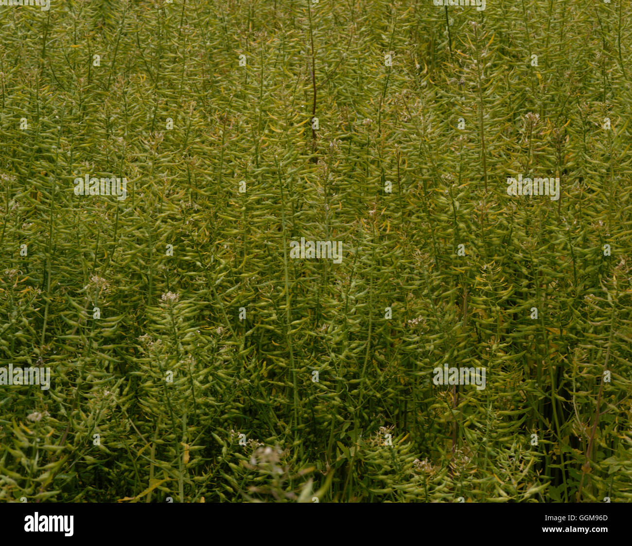 White Mustard (Sinapsis alba) Used in American Mustard and for pickling ...