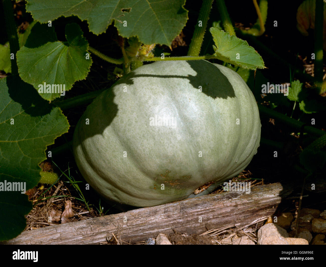 Squash - `Crown Prince' (Winter) (HDRA - Organic) VEG073019 Stock Photo ...