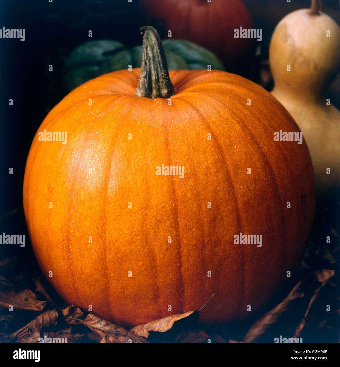 Pumpkin - `Jack O'Lantern' VEG073046 Stock Photo - Alamy