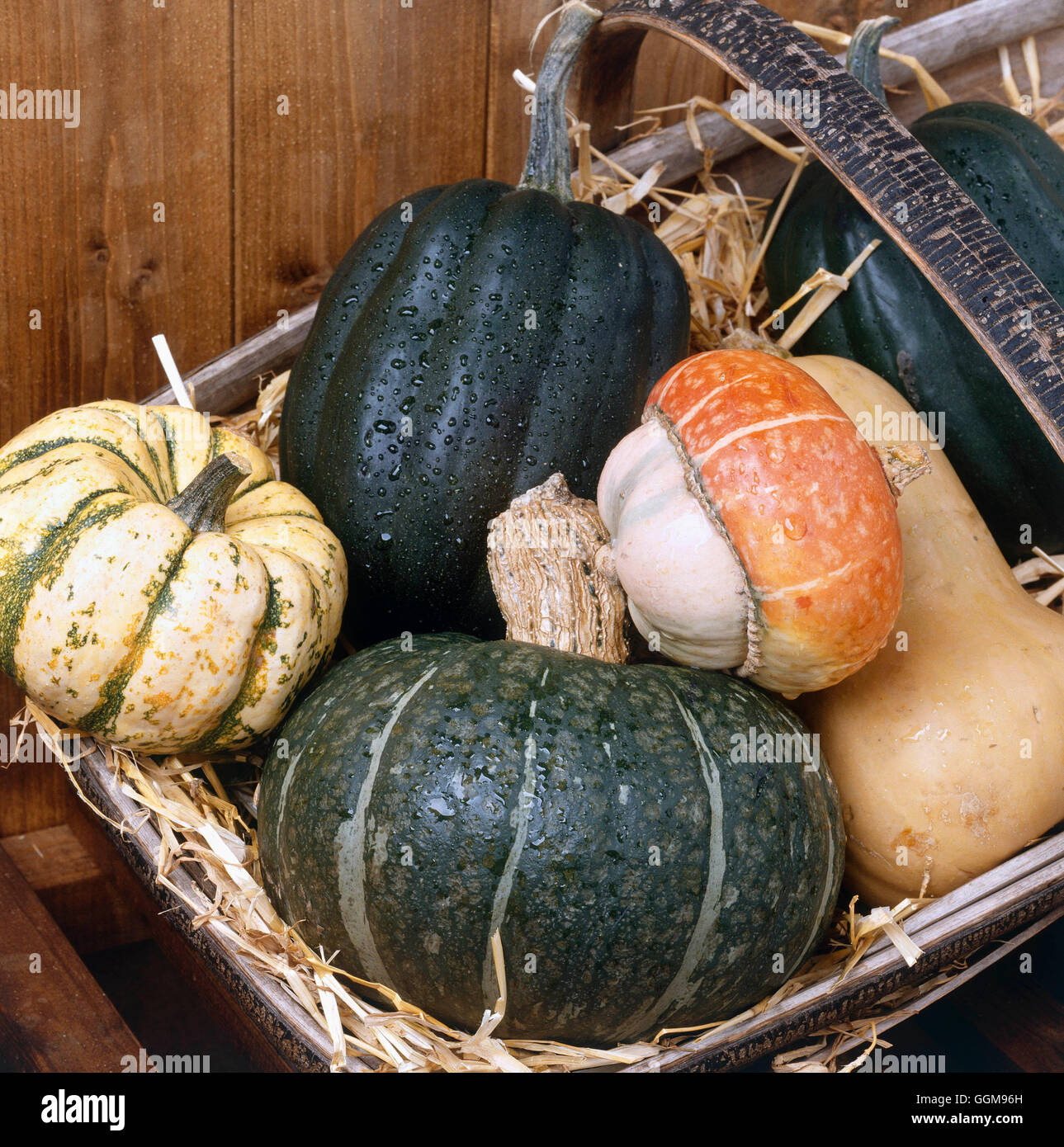 Squash - A mixed collection VEG073211 Stock Photo - Alamy
