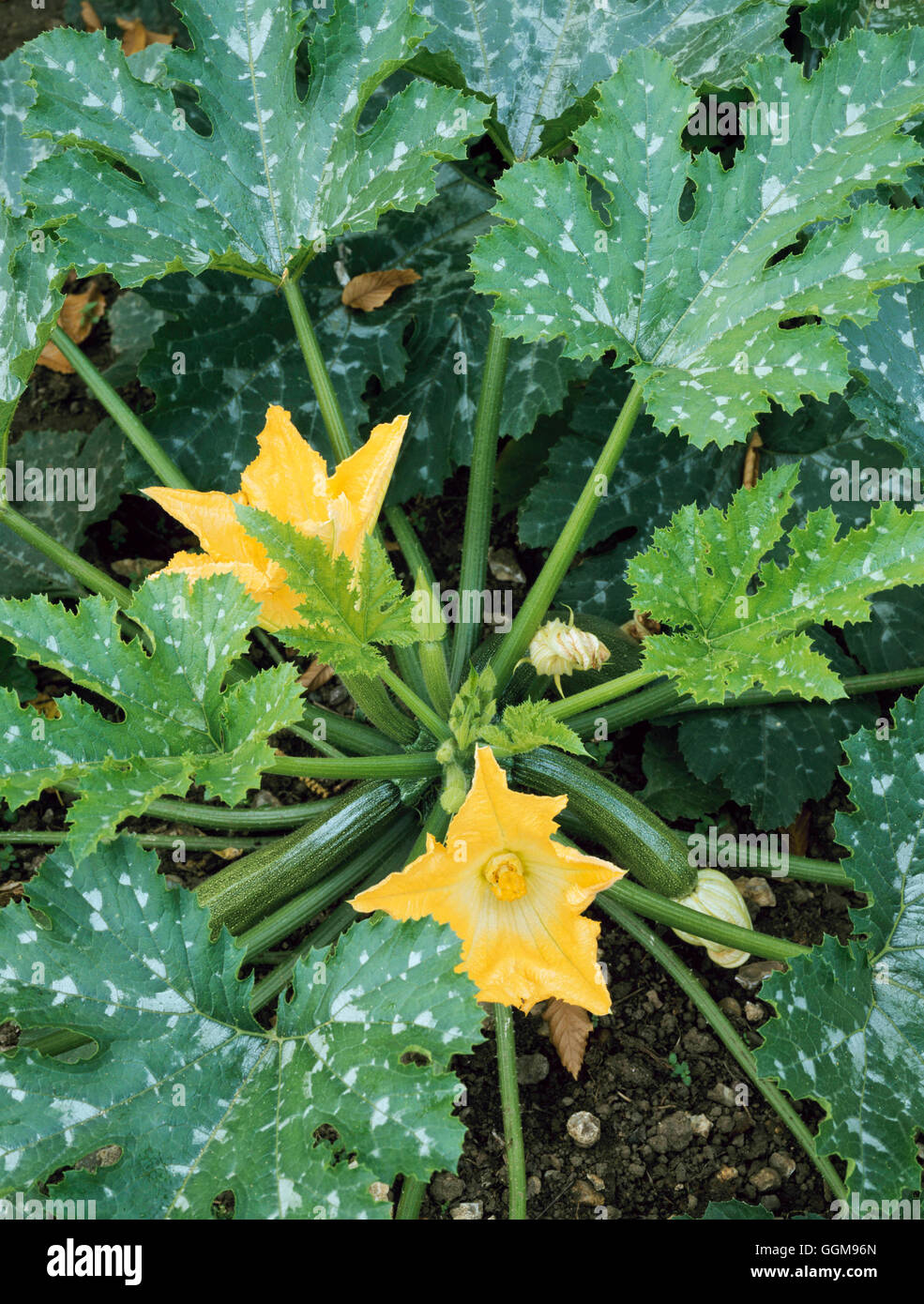 Courgette all green bush hi-res stock photography and images - Alamy