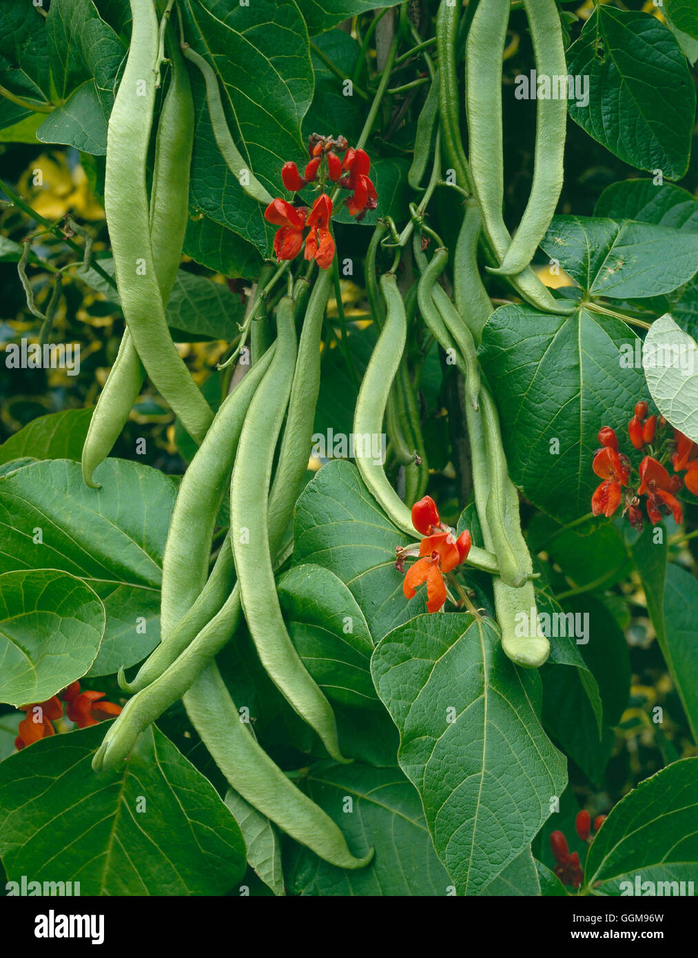 Runnerbean hi-res stock photography and images - Alamy