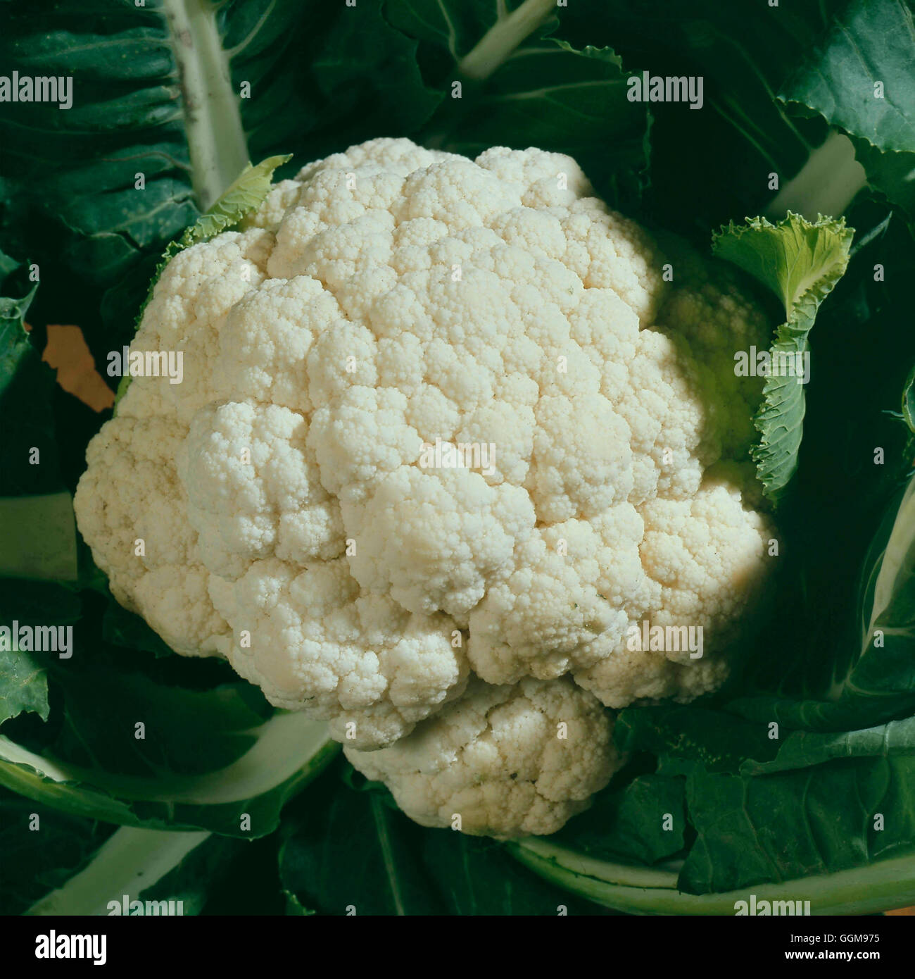 Cauliflower - `All the year Round' AGM VEG074795 Stock Photo - Alamy