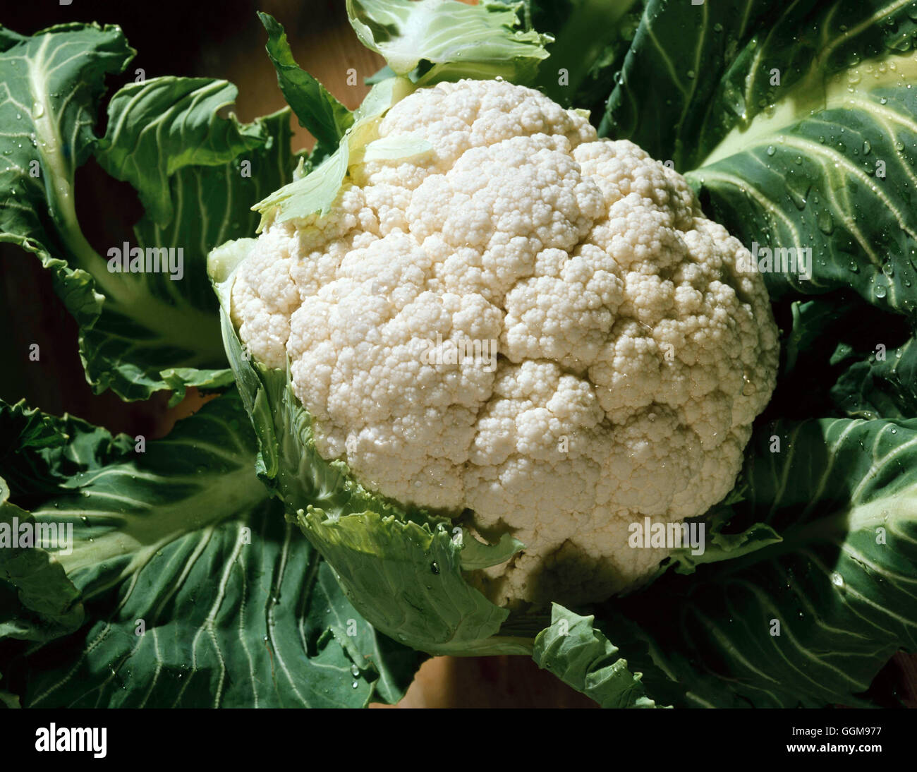 Snow white cauliflower hi-res stock photography and images - Alamy