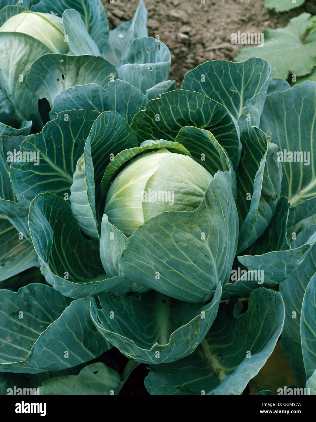 Cabbage - F1 `Hidena' VEG074815 Stock Photo - Alamy