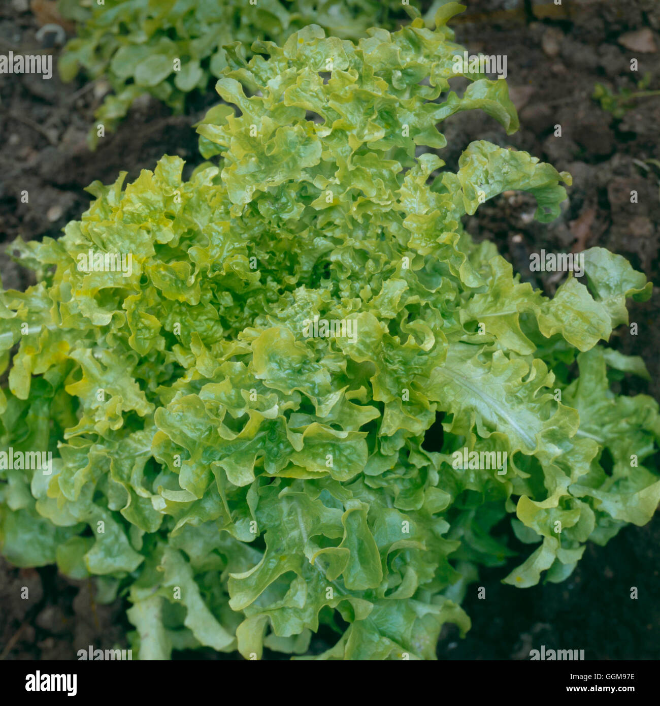 Lettuce - `Salad Bowl' VEG074874 Stock Photo - Alamy
