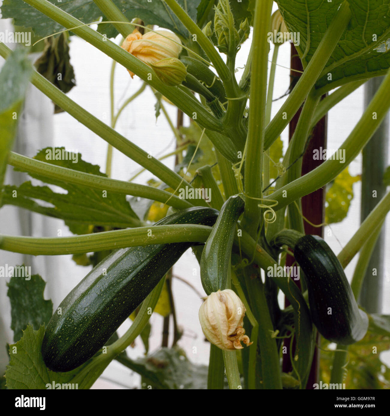 Courgette green bush hi-res stock photography and images - Alamy
