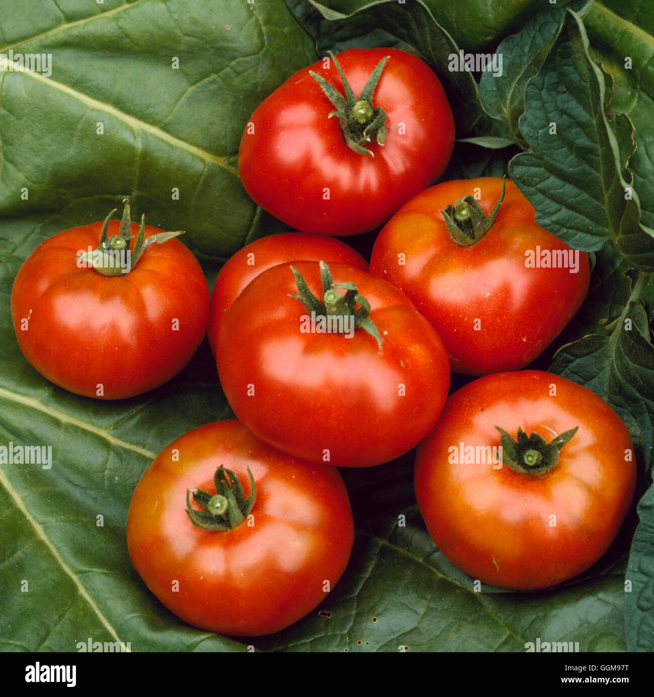 Tomato - `Super Marmande' VEG078538 Stock Photo - Alamy