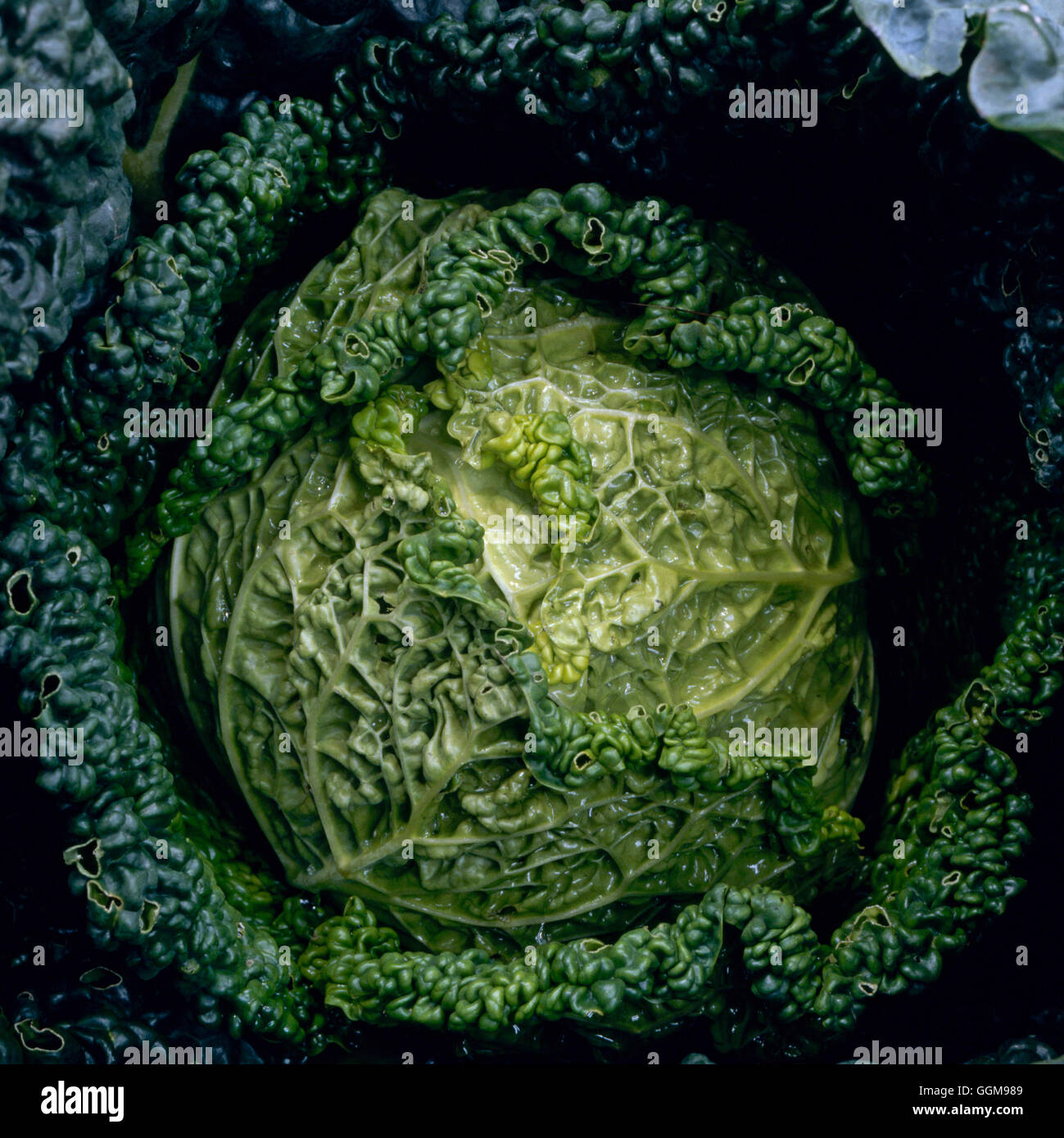 Cabbage - F1 `Protovoy' (Savoy) VEG080111 Stock Photo - Alamy