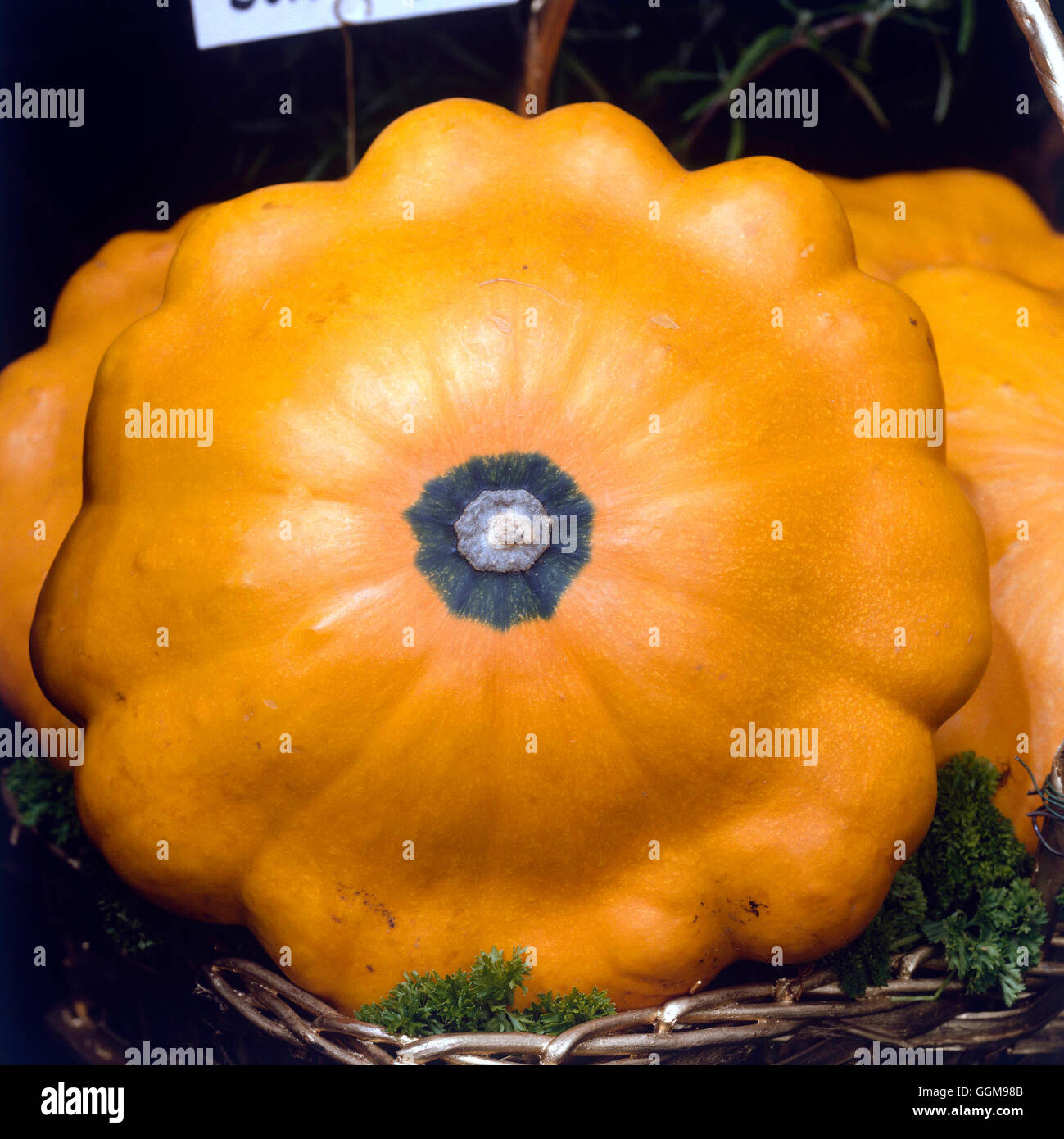 Squash - F1 `Sunburst' VEG080442 Stock Photo - Alamy