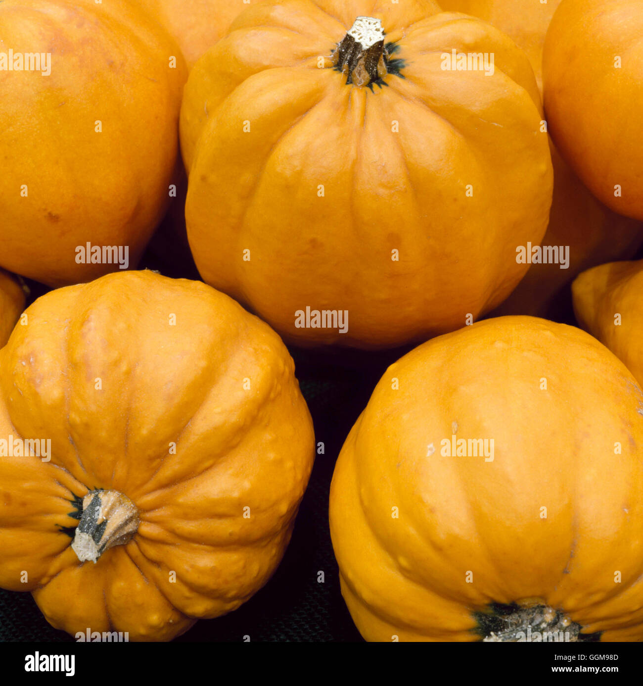 Squash - `Golden Acorn' VEG080451 Stock Photo - Alamy