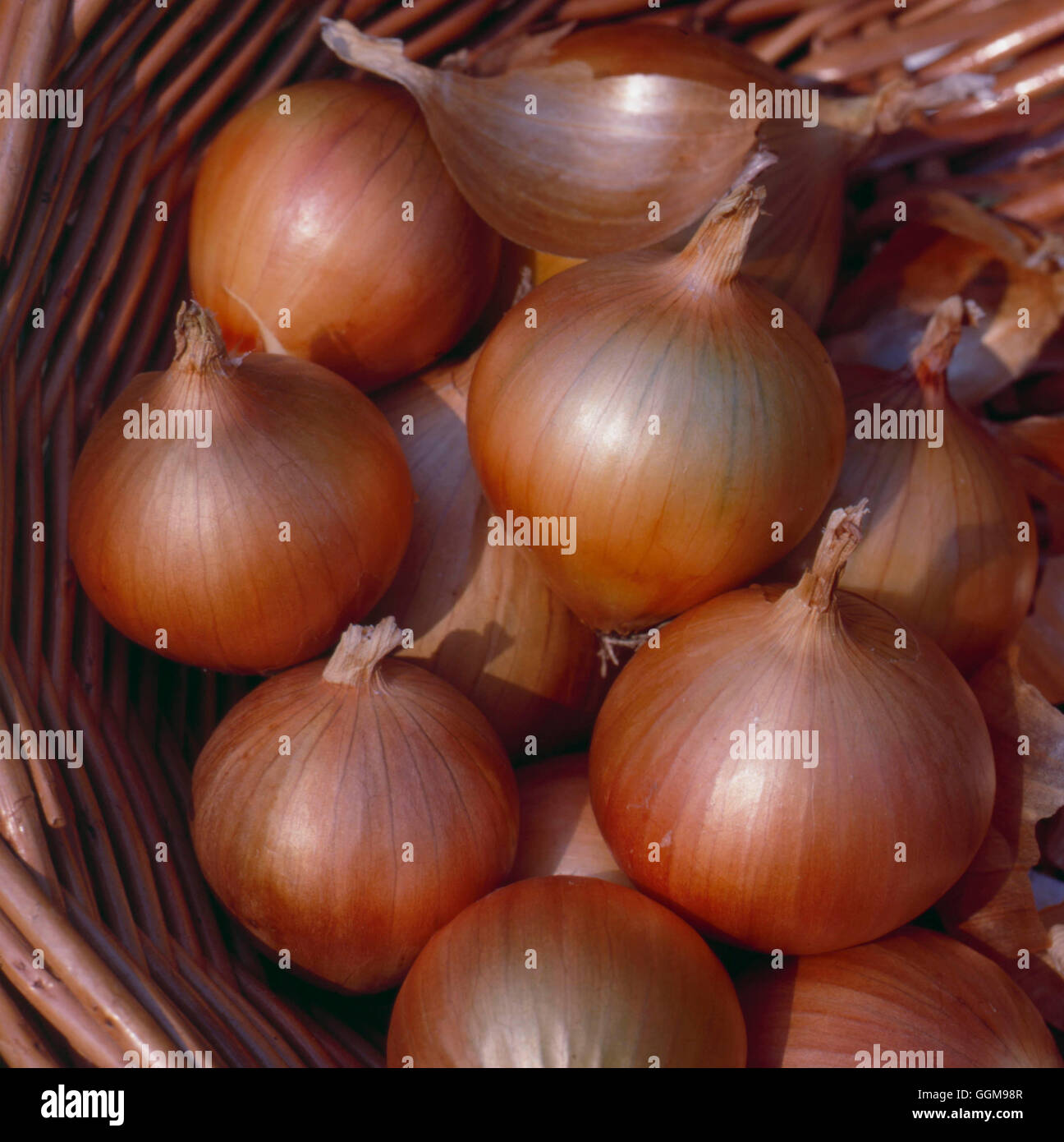 Grown from onion sets hi-res stock photography and images - Alamy