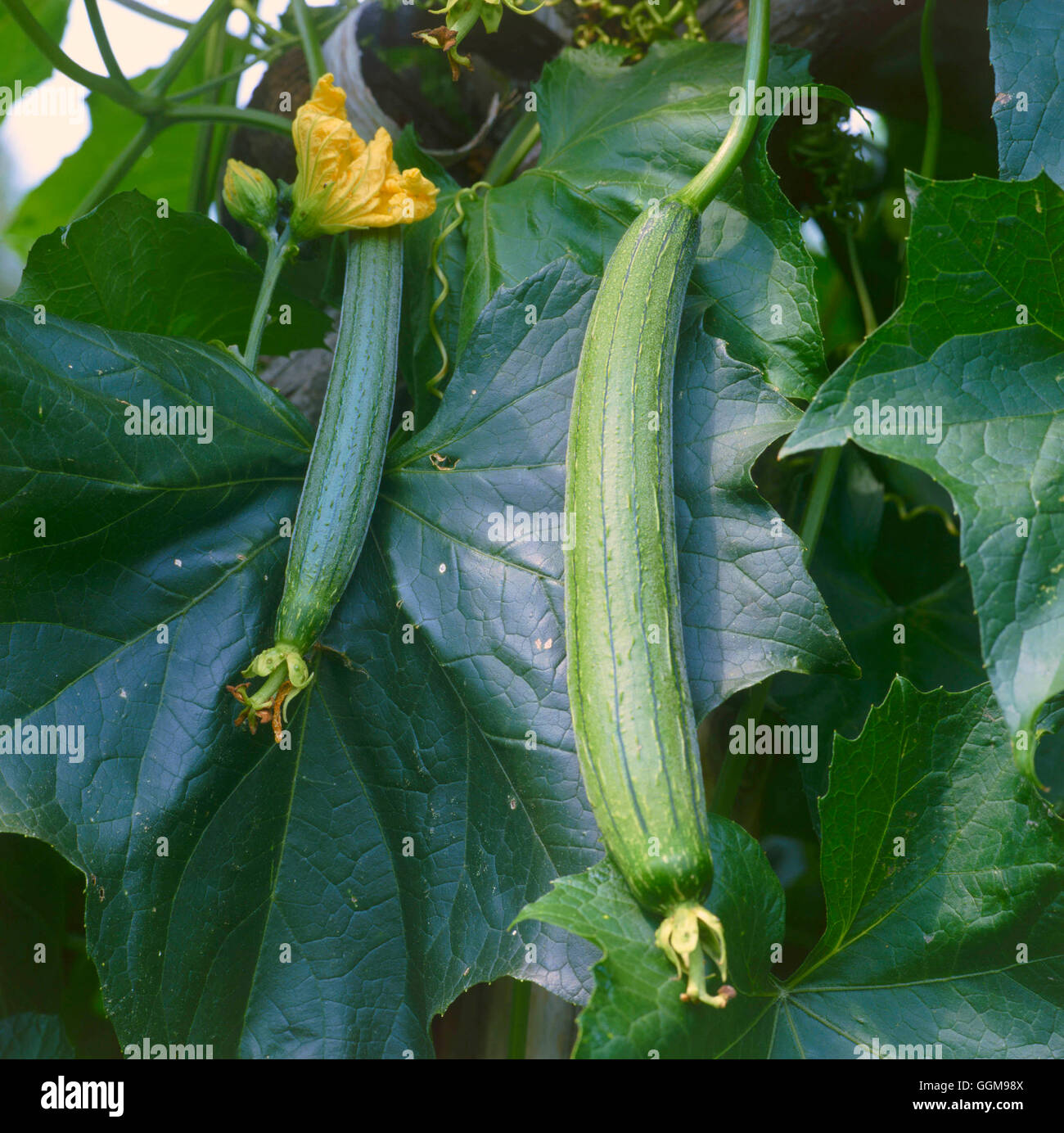 Luffa cylindrica luffa hi-res stock photography and images - Alamy