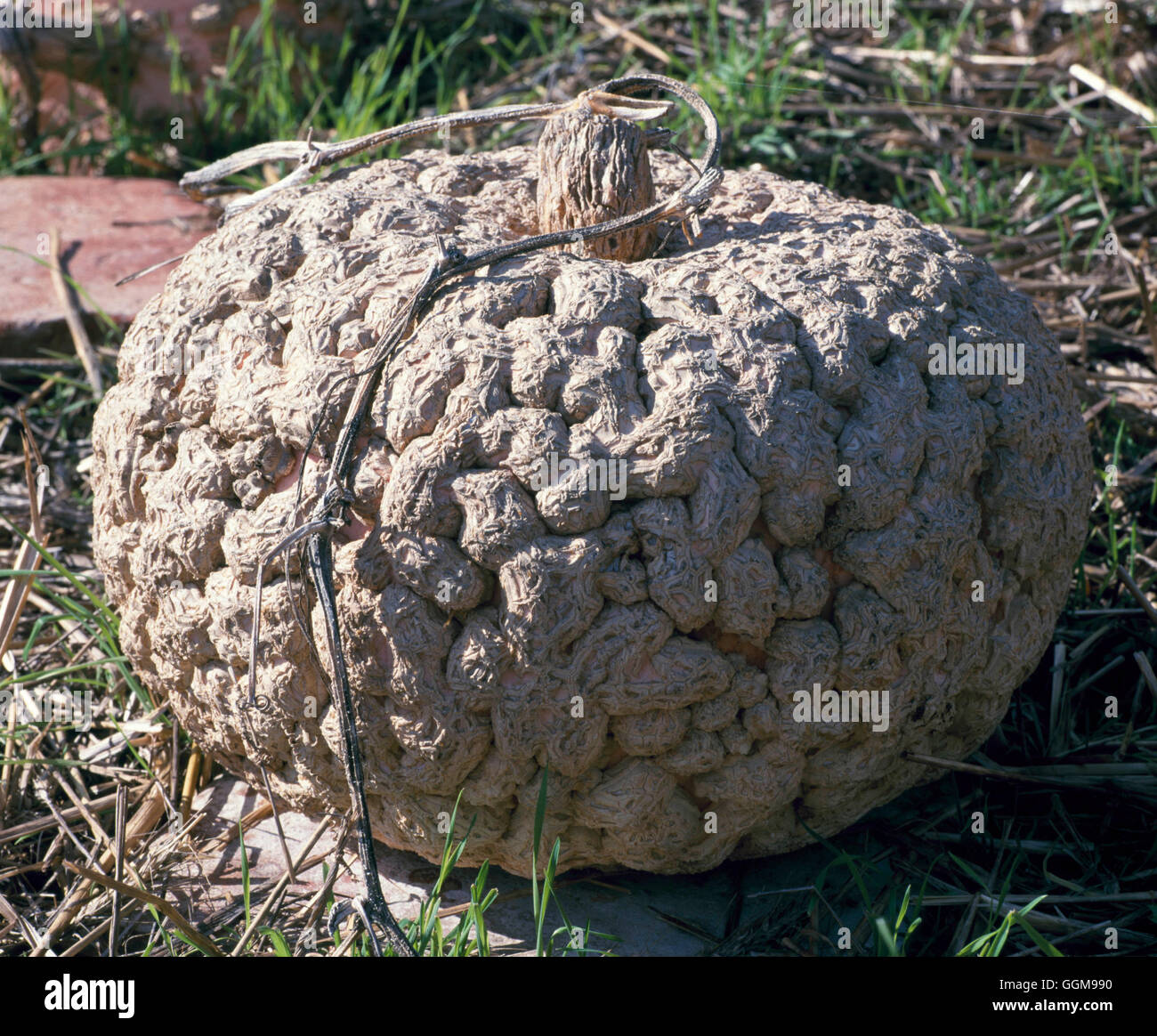 Galeuxdeysines hi-res stock photography and images - Alamy