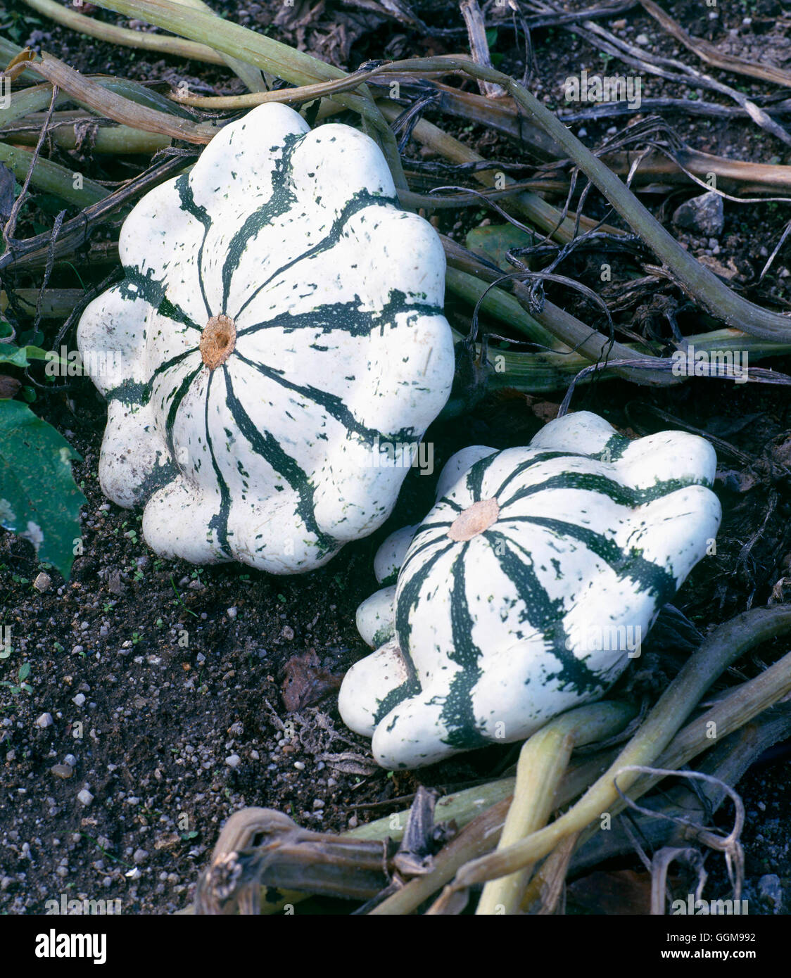 Squash - 'Pattison Panache' VEG085945 Stock Photo - Alamy