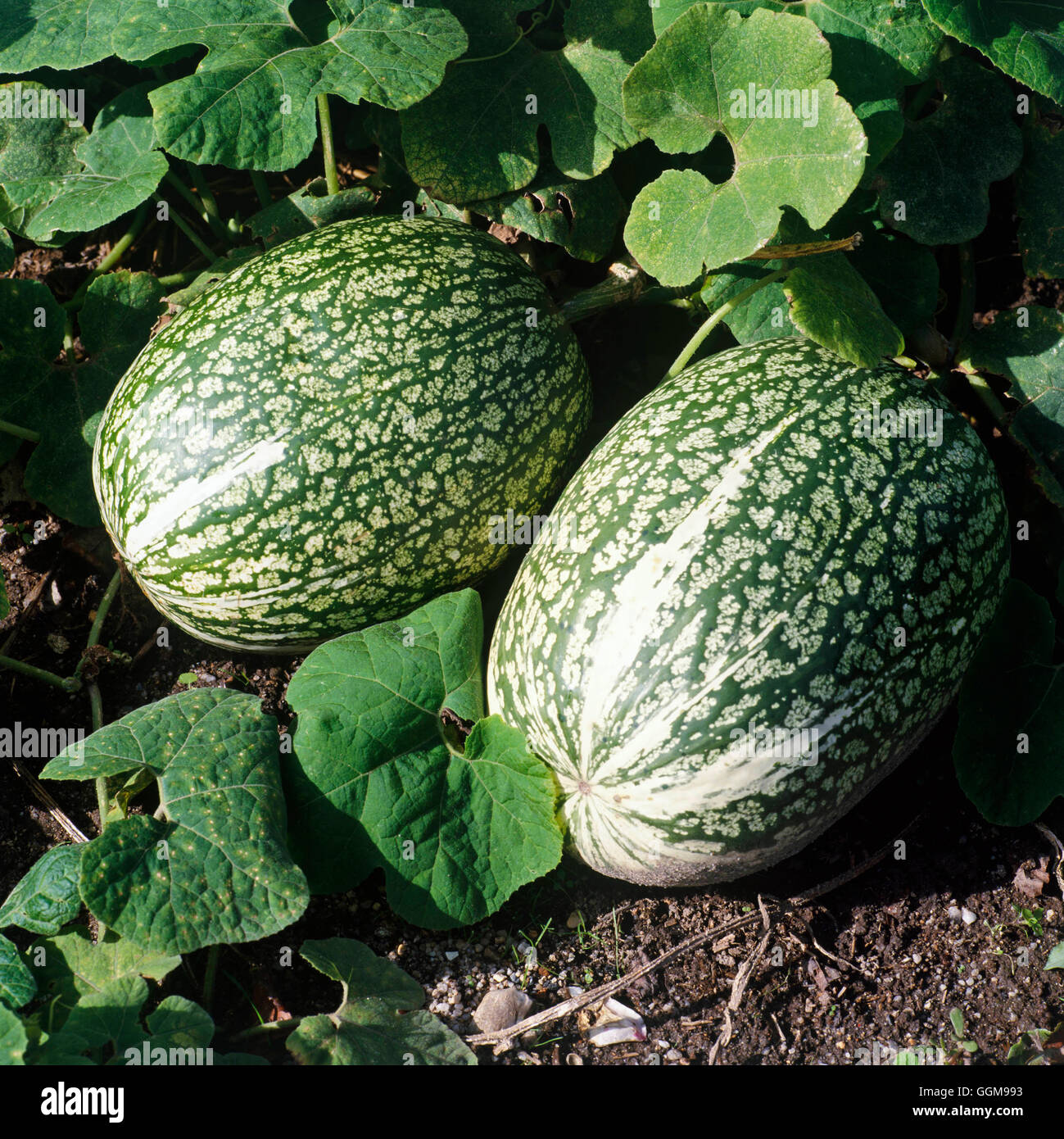 Marrow leaved hi-res stock photography and images - Alamy