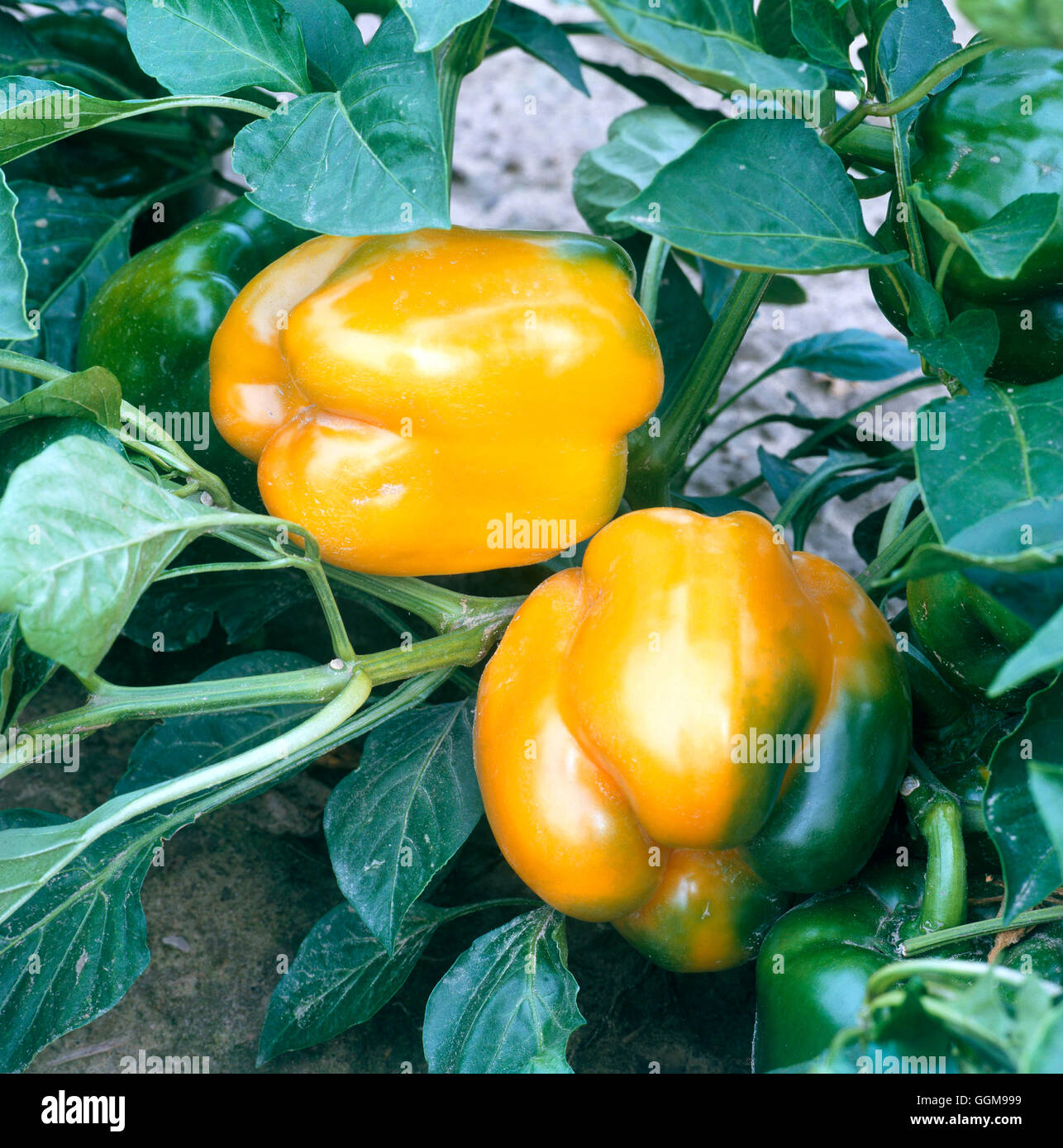 Pepper - F1 'Early Sunsation' VEG086449 Stock Photo - Alamy