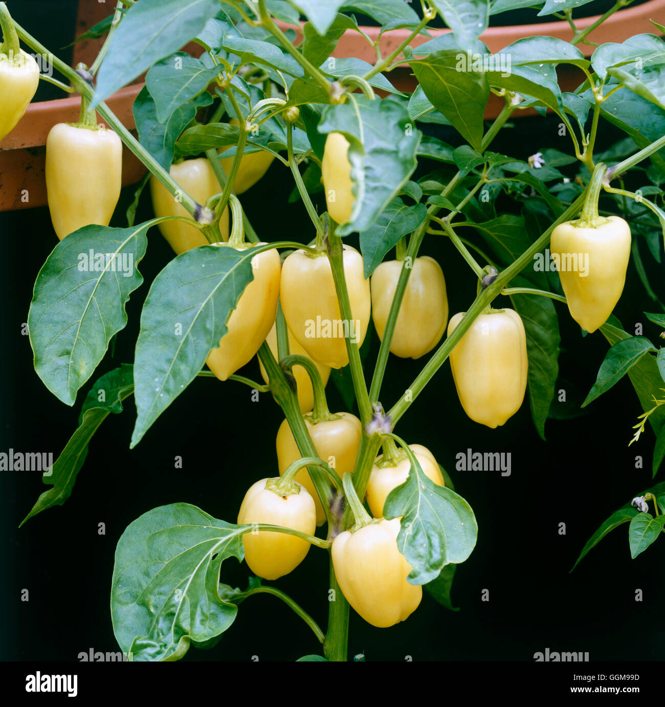 Whitefire hi-res stock photography and images - Alamy