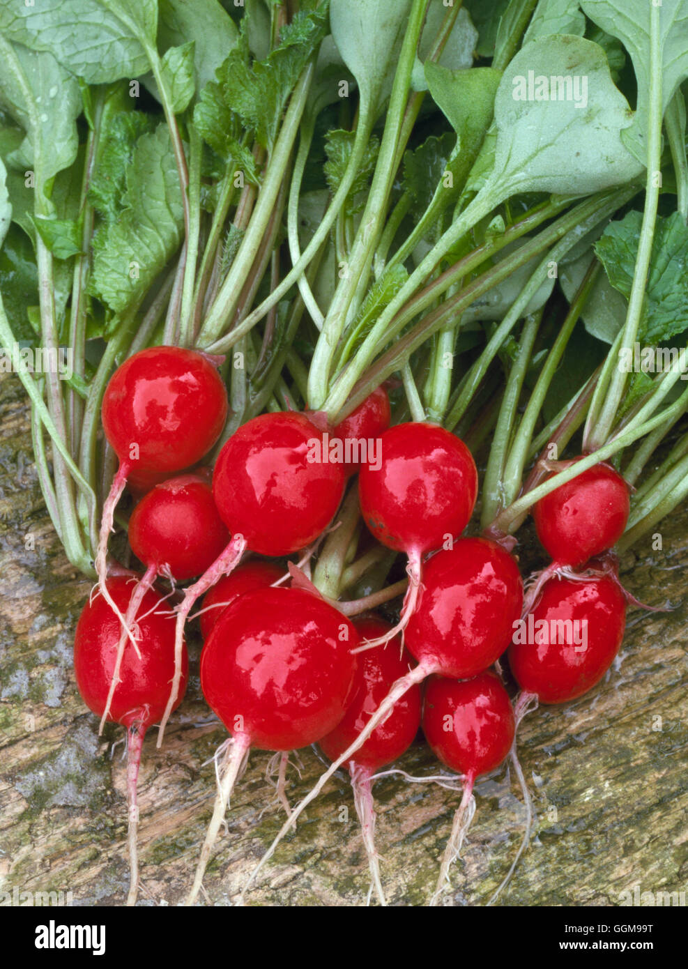 Scarletglobe hi-res stock photography and images - Alamy