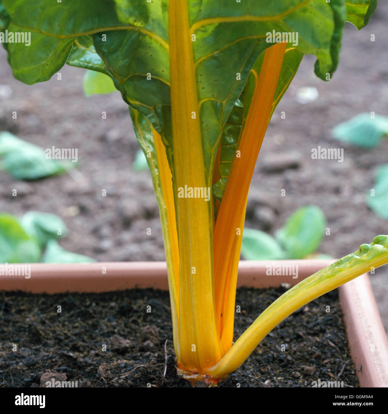 Edible stems hi-res stock photography and images - Alamy