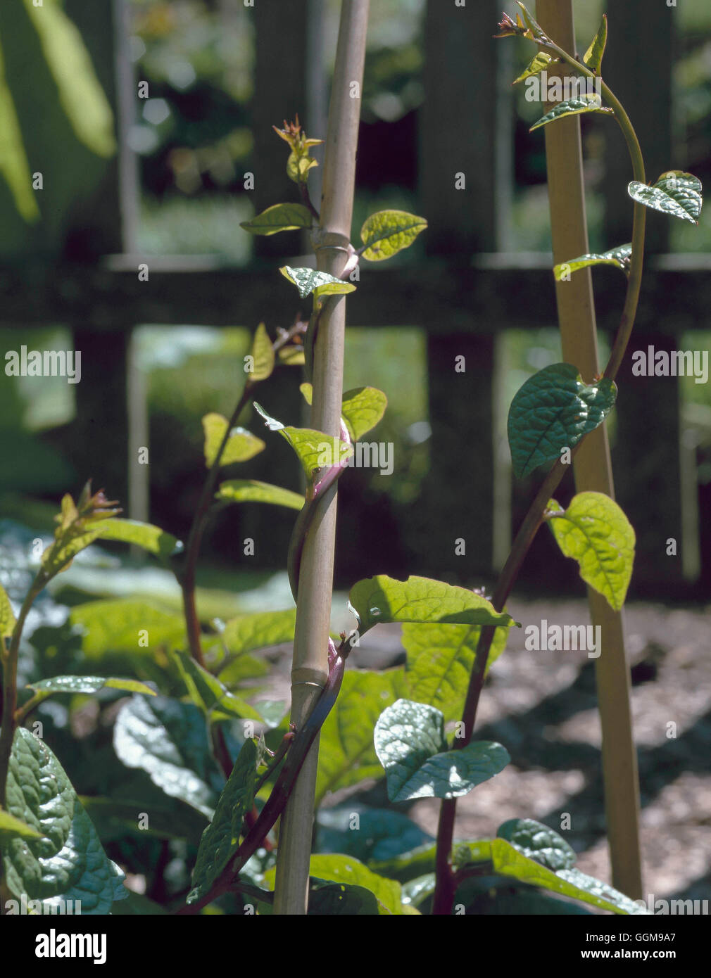 Veg092252 hi-res stock photography and images - Alamy