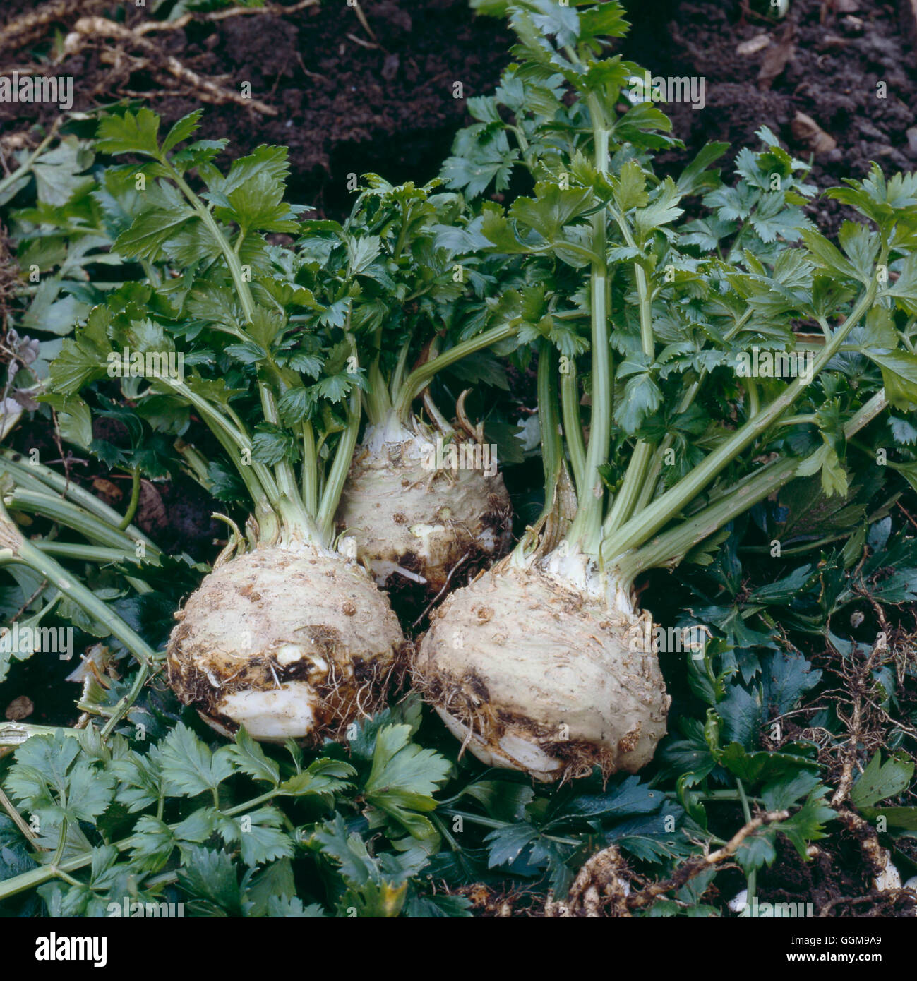 Celeriac vegetable hi-res stock photography and images - Alamy