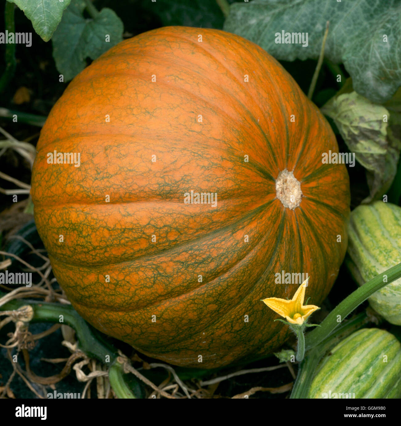 Pumpkin ghost rider hi-res stock photography and images - Alamy