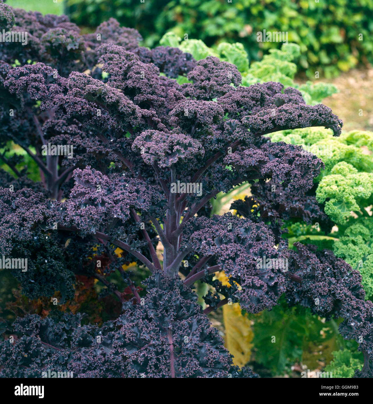 Kale Redbor High Resolution Stock Photography and Images - Alamy