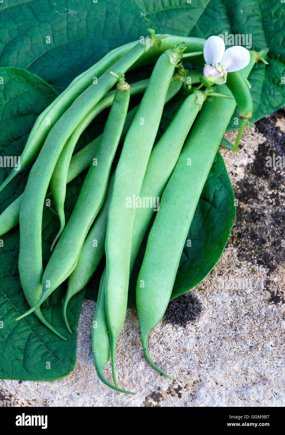 Dwarf french bean hi-res stock photography and images - Alamy