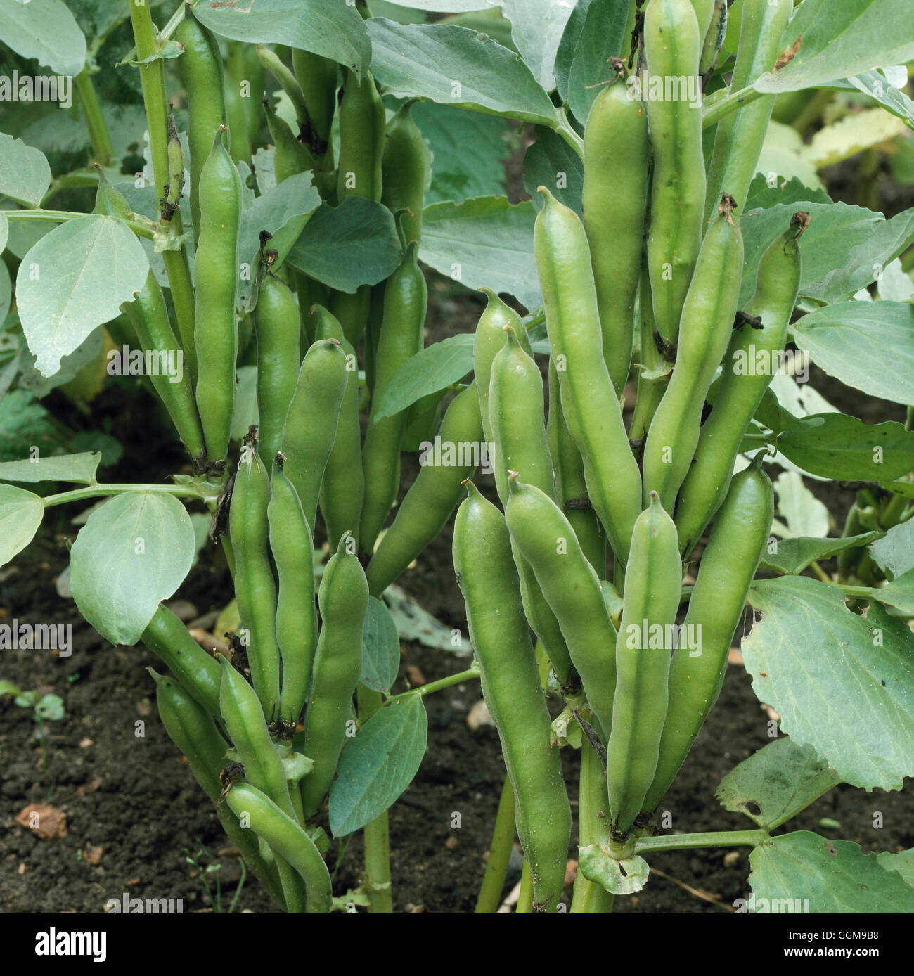 Optica hi-res stock photography and images - Alamy