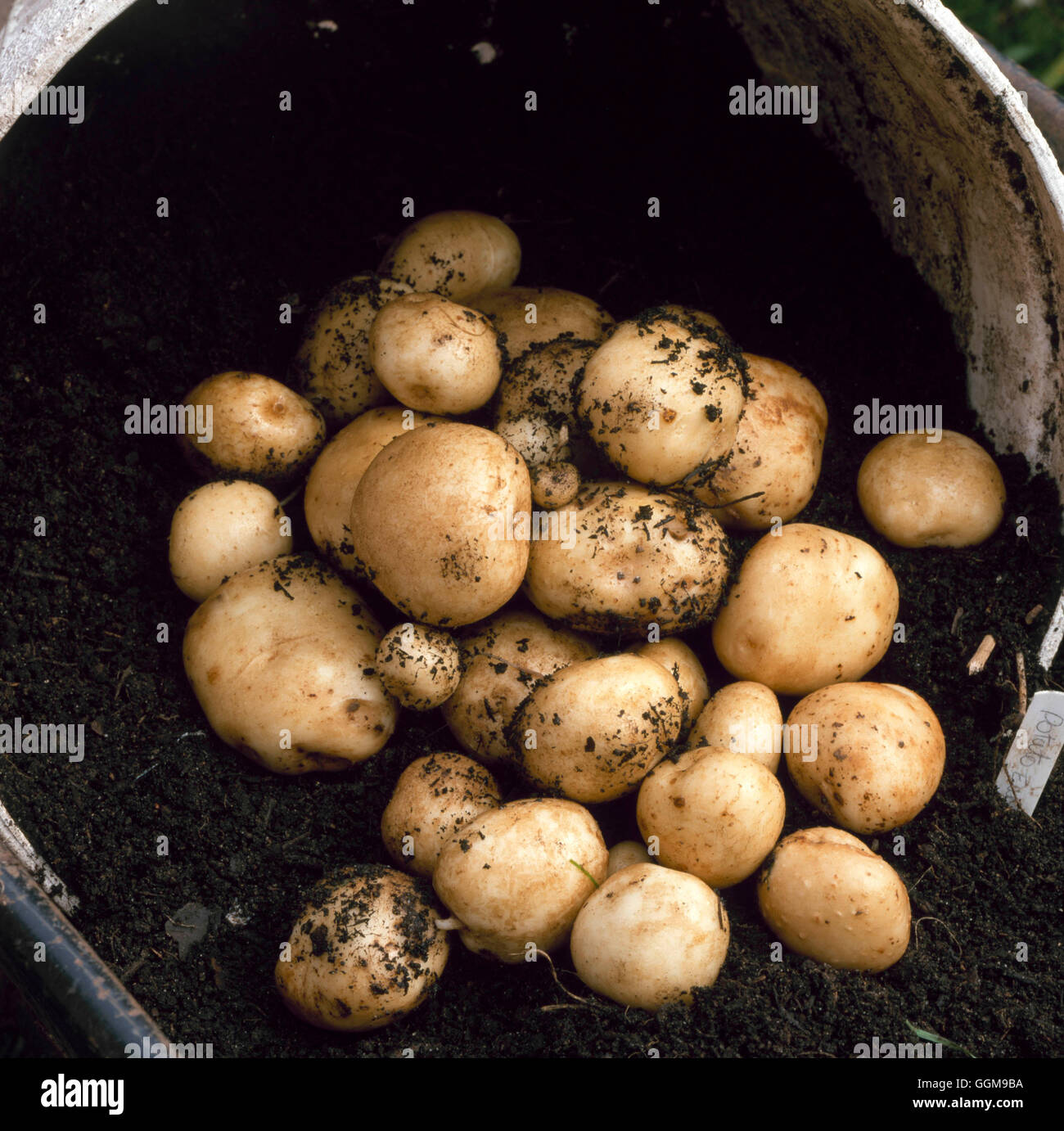 Potato - 'Rocket' (First Early) VEG097987 Stock Photo - Alamy