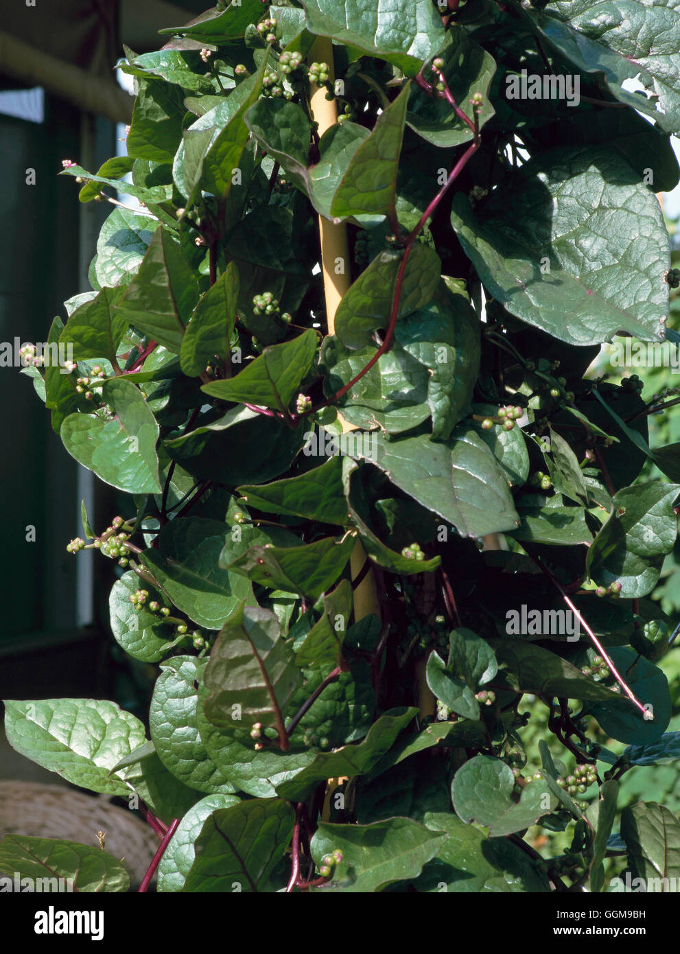 Basella rubra hi-res stock photography and images - Alamy