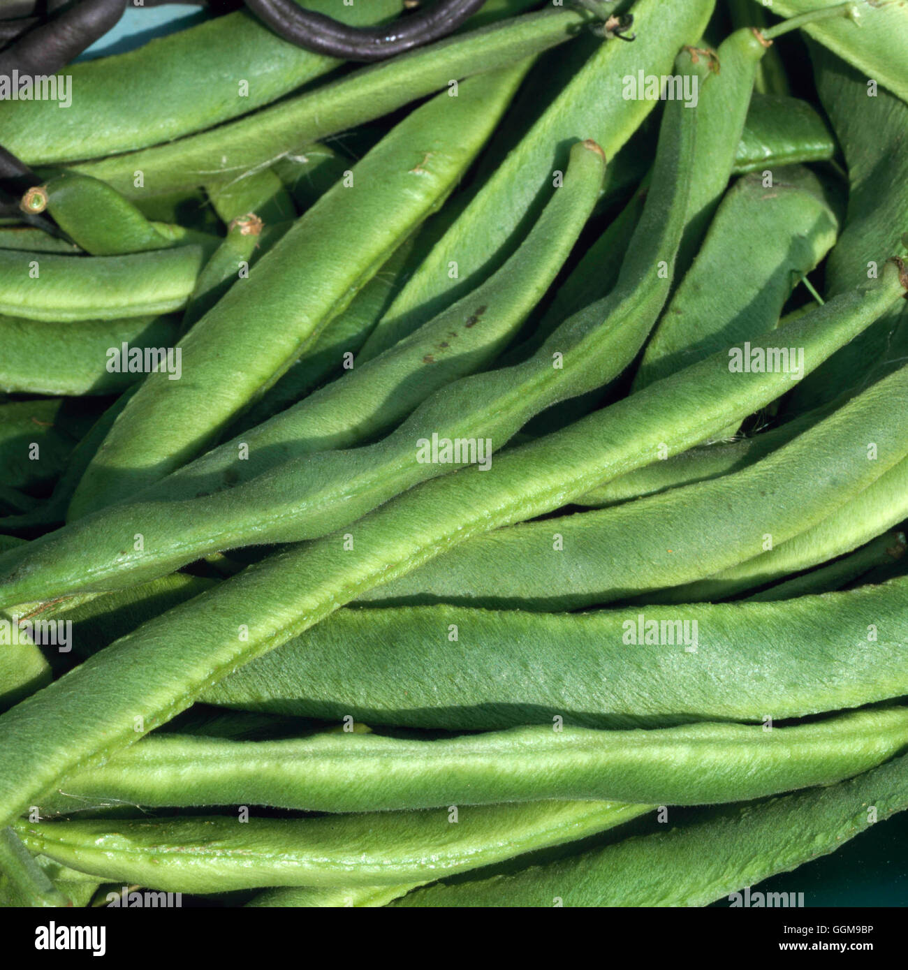 Painted lady runner bean hi-res stock photography and images - Alamy
