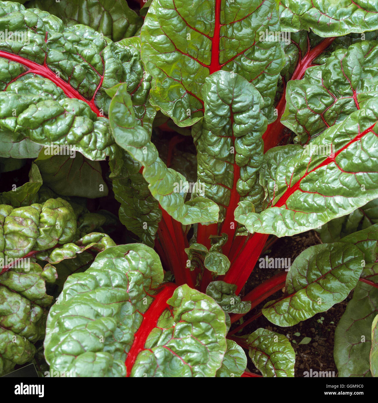 Ruby Chard - `Charlotte' VEG103079 Stock Photo - Alamy
