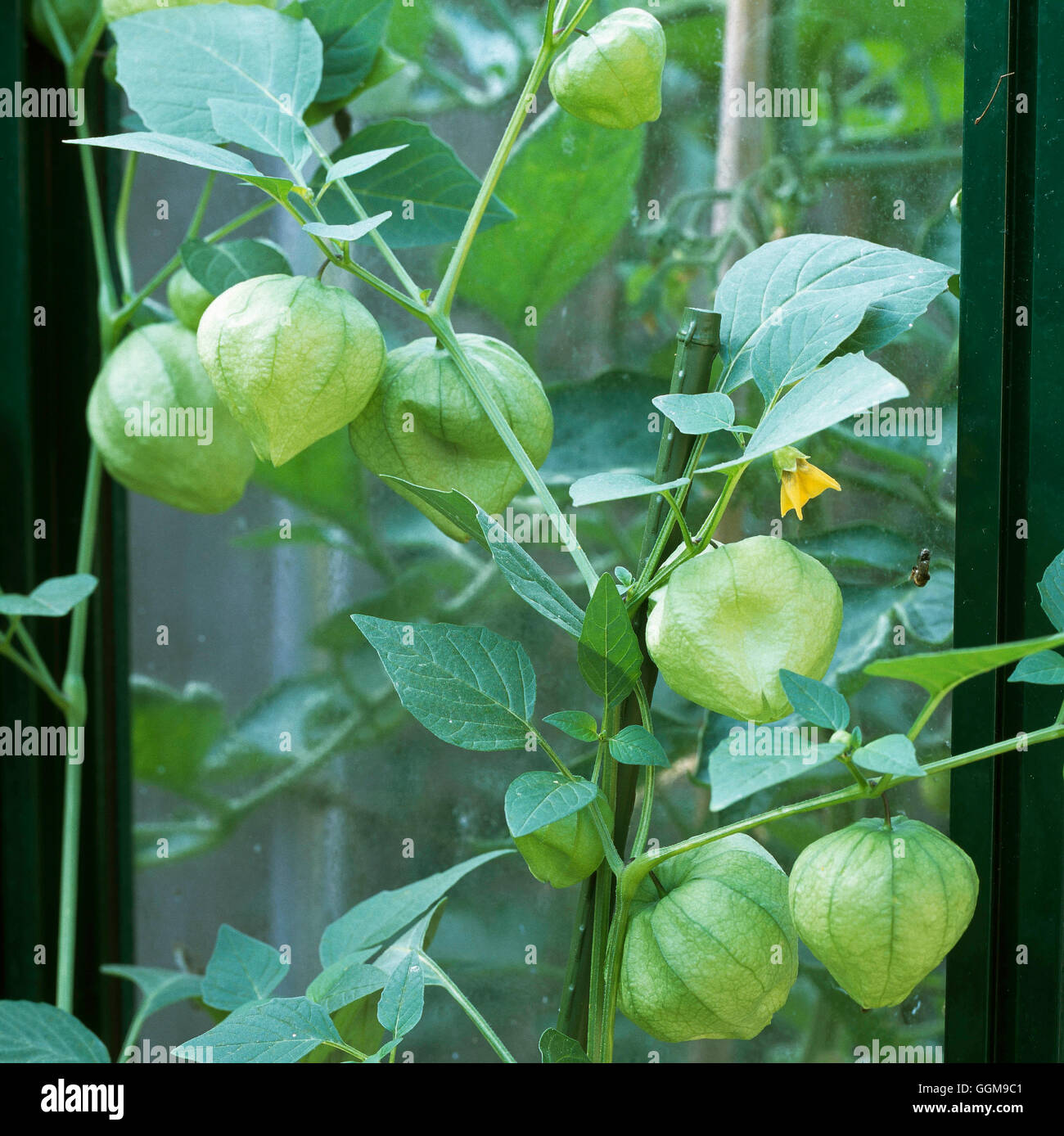 Tomatillo hi-res stock photography and images - Alamy