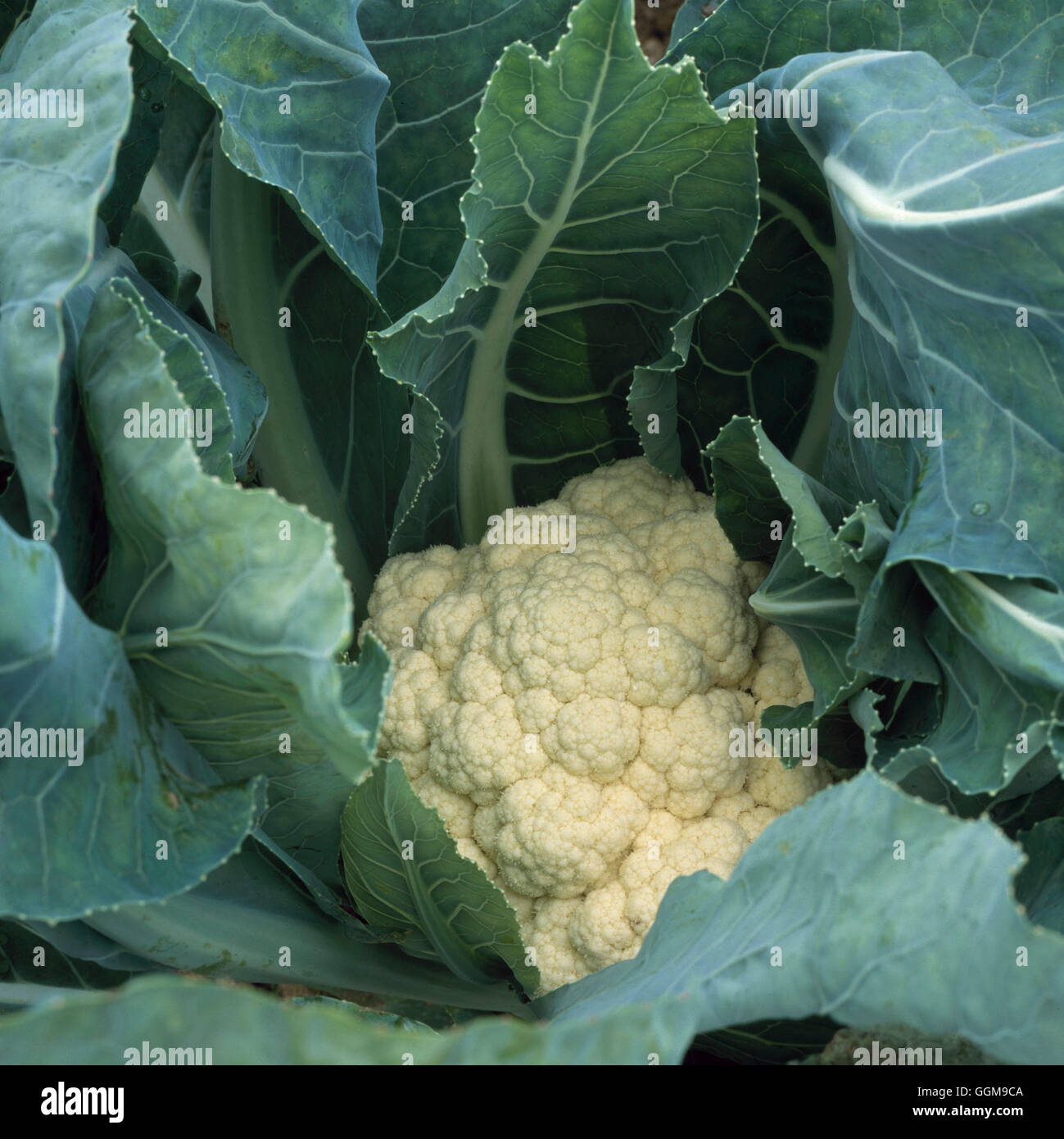 Cauliflower - F1 `Candid Charm' VEG104351 Stock Photo - Alamy