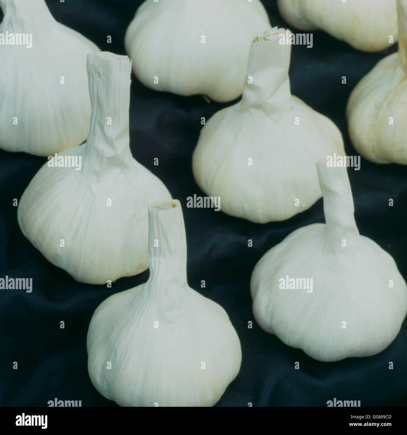 Garlic - `Solent Wight' VEG104547 Stock Photo - Alamy