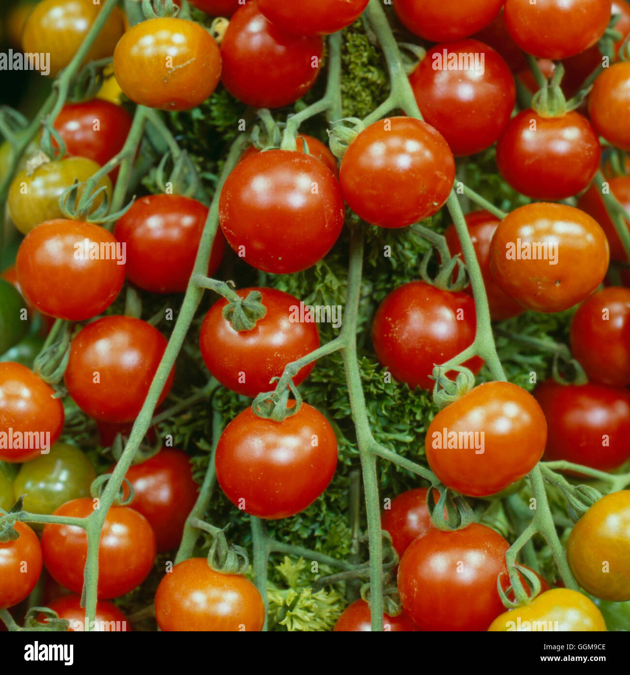 Tomato trusses hi-res stock photography and images - Alamy