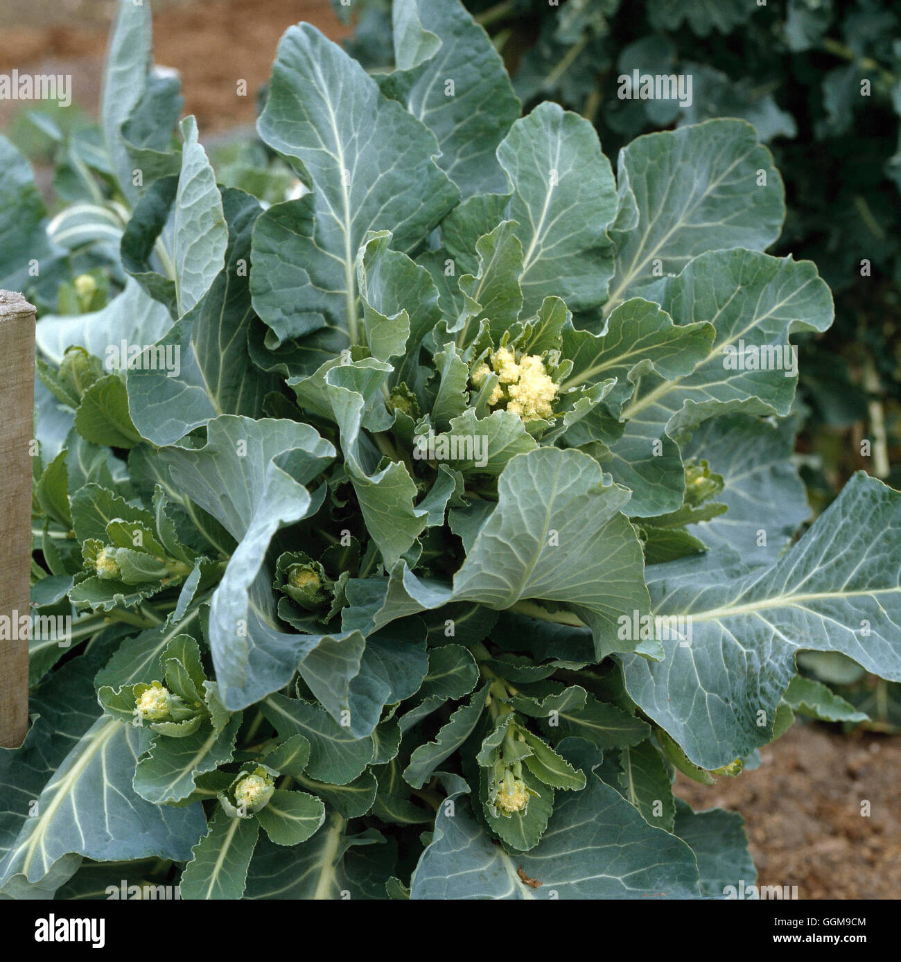 Sprouting broccoli flowers hi-res stock photography and images - Alamy