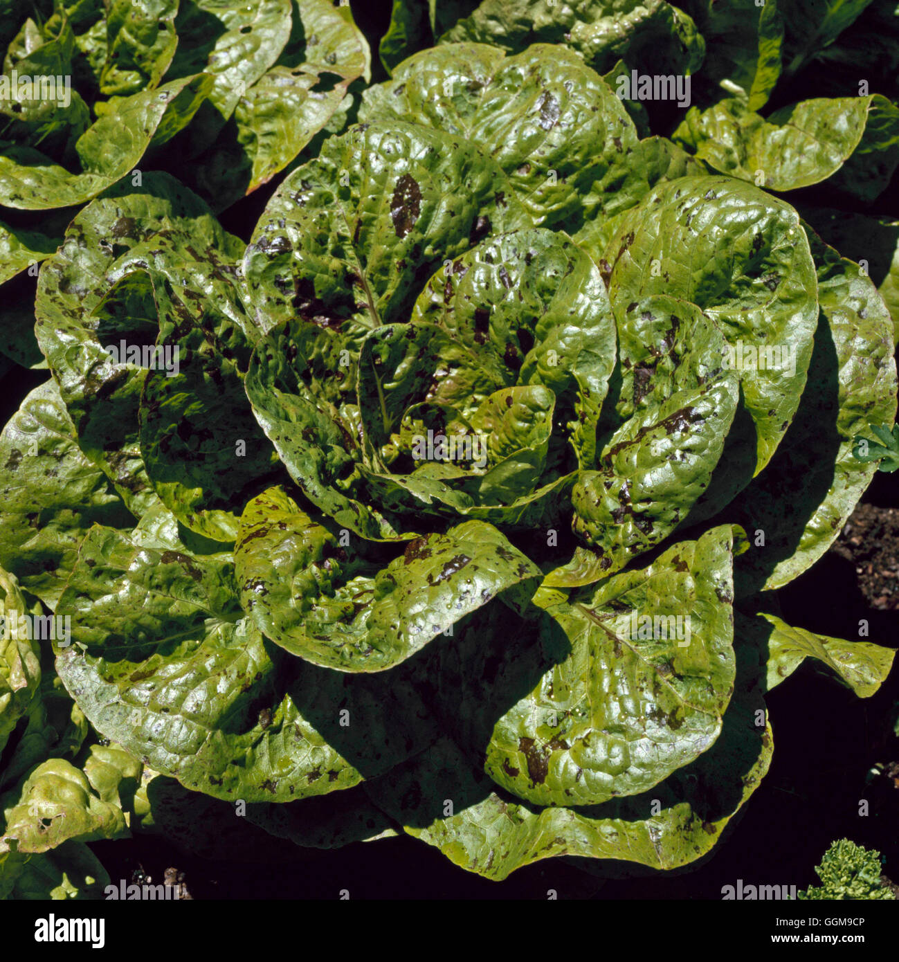 Lettuce freckles hi-res stock photography and images - Alamy