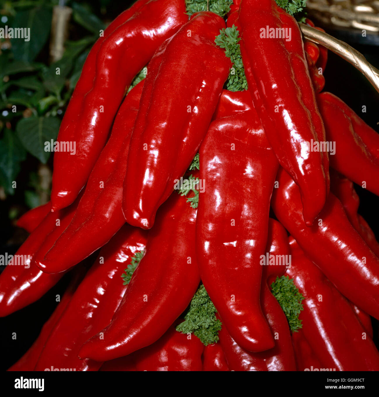 Pepper - Sweet - `Italian Red Marconi' (Syn: P.`Long Red Marconi ...