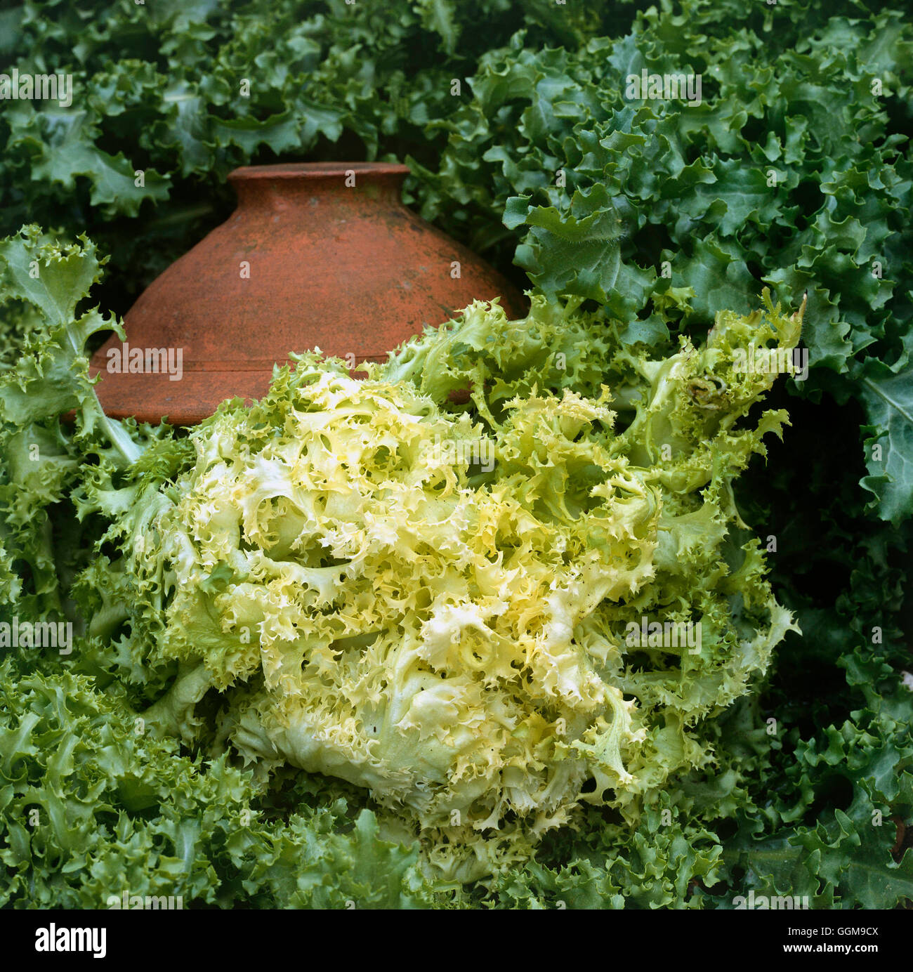 Endive - `Ruffec' VEG108209 Stock Photo - Alamy