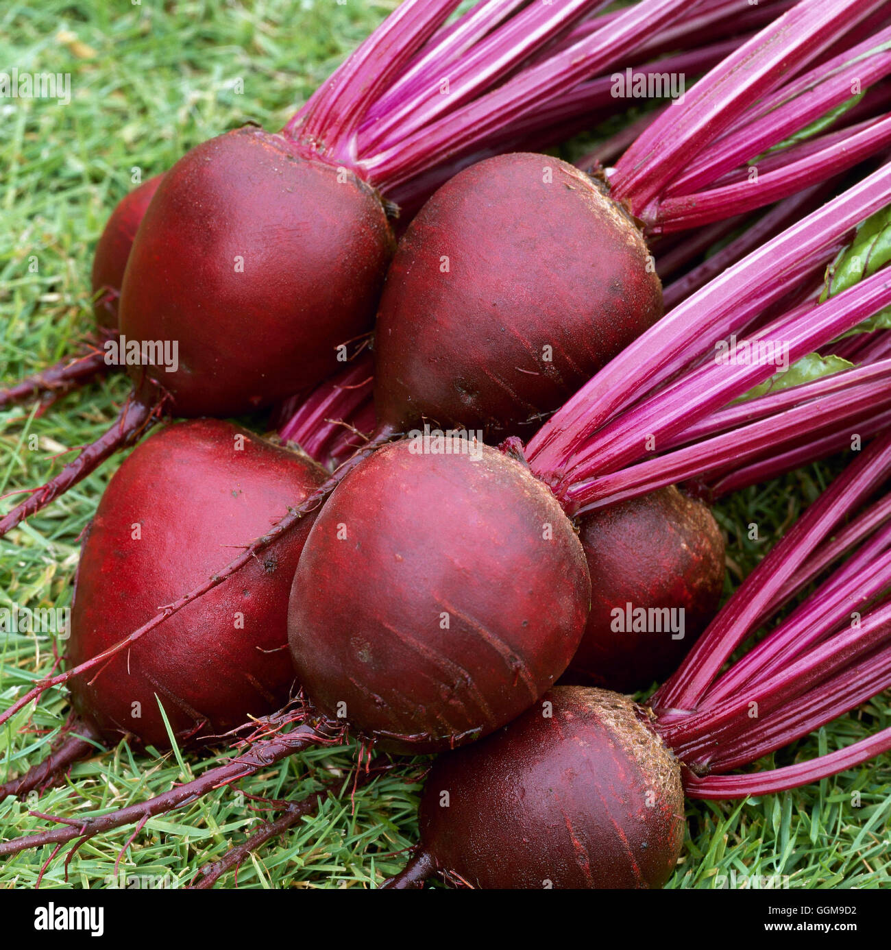 Beetroot - F1 'Pablo' VEG108519 Stock Photo - Alamy