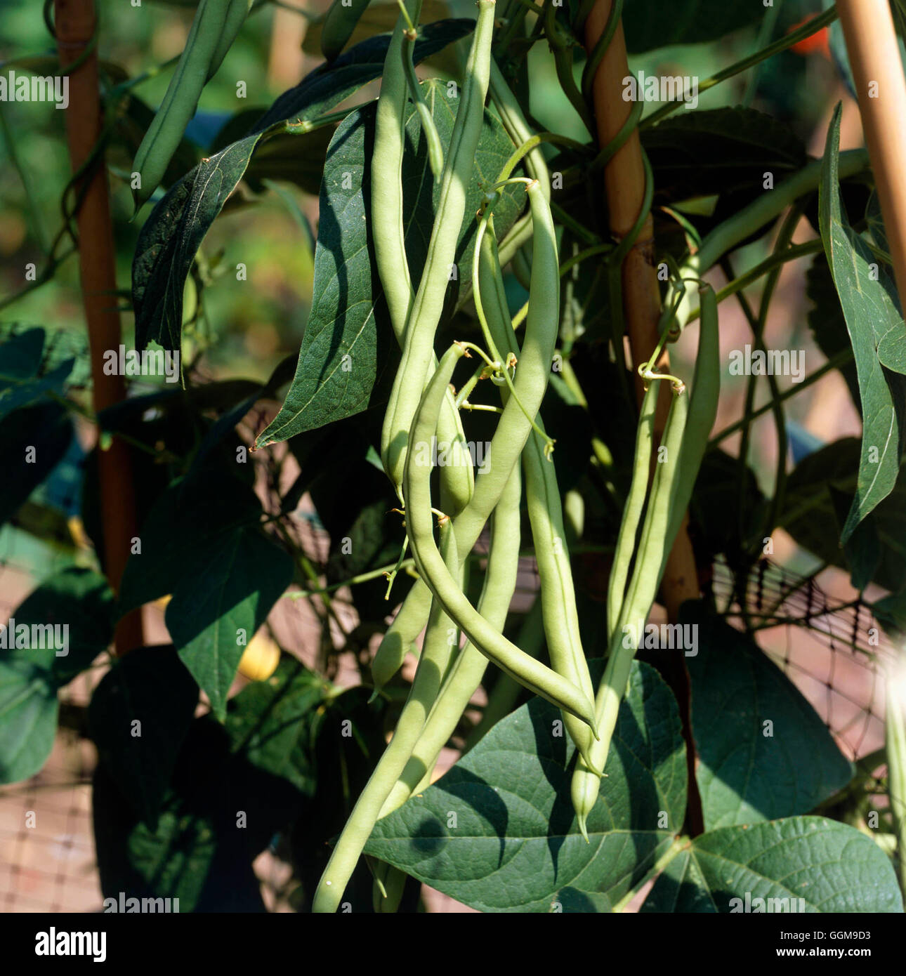 Climbing french bean hi-res stock photography and images - Alamy
