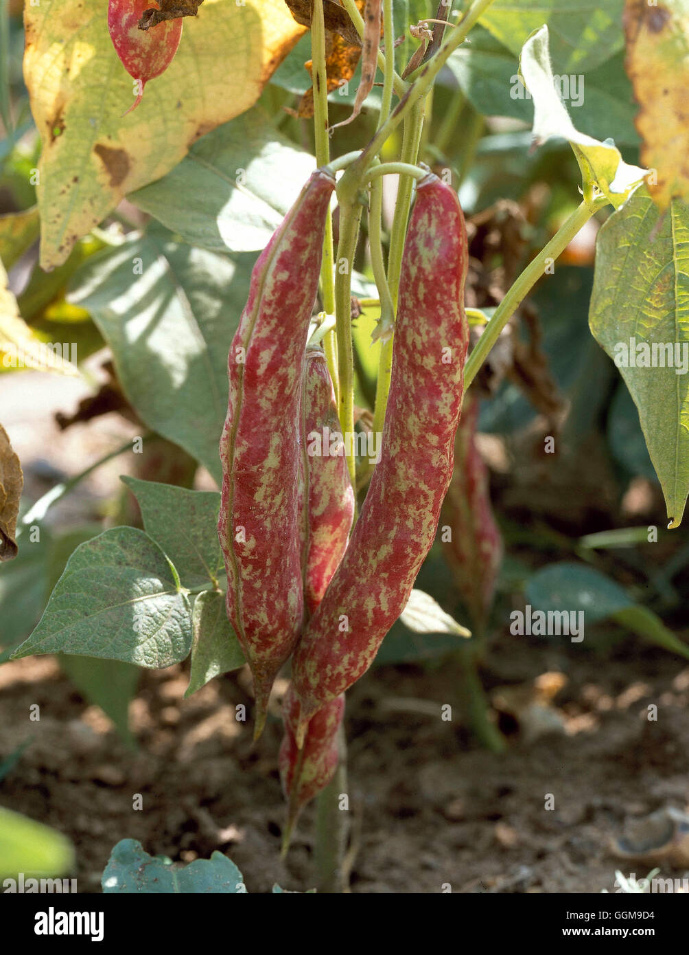 Dwarf beans hi-res stock photography and images - Alamy