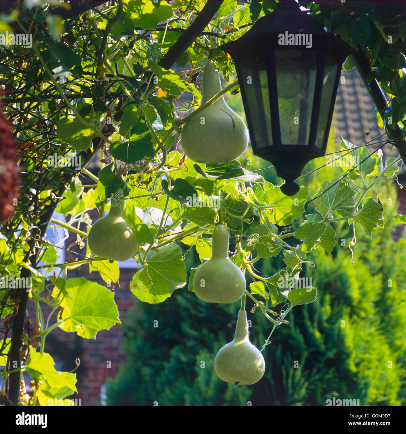 Bottle gourd lagenaria siceraria hi-res stock photography and images ...