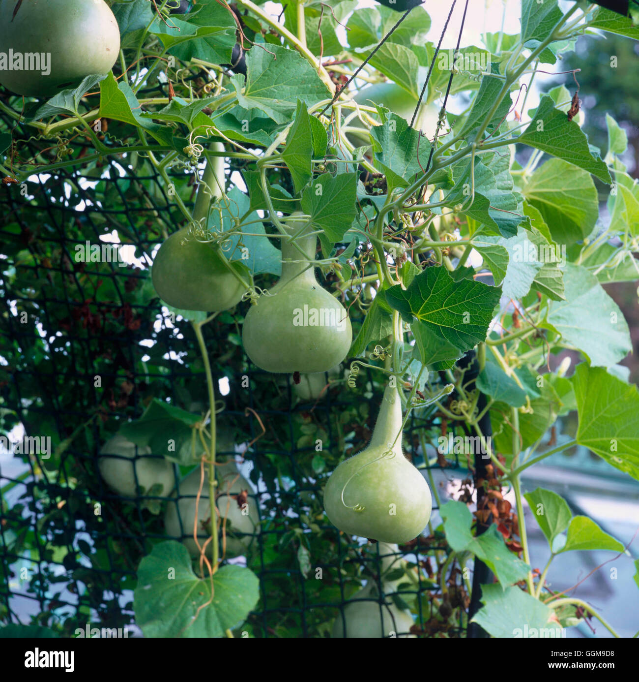Gourds - Bottle Gourd - (Lagenaria siceraria 'Siphon') VEG108862 Stock ...