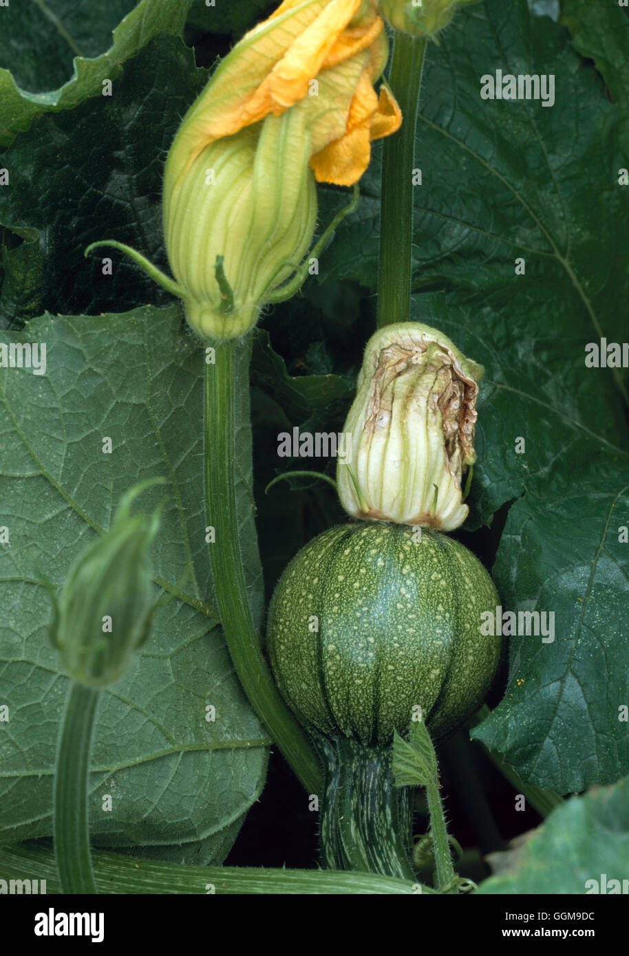 Rondodenice hi-res stock photography and images - Alamy